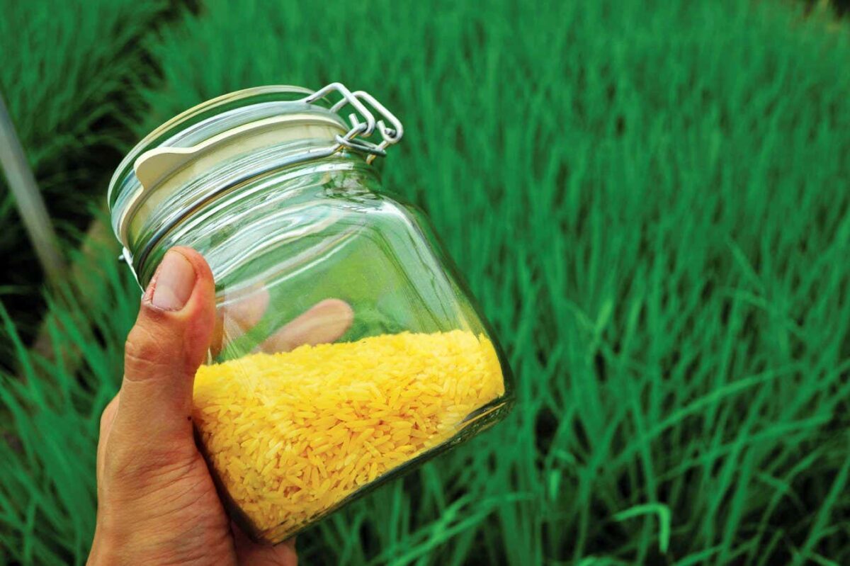 Golden Rice, Genetically Modified, Poised for Success in the ...
