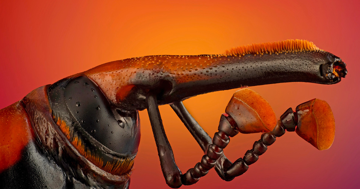 Discover the Beauty of the Microscopic World with Nikon's "Small World ...