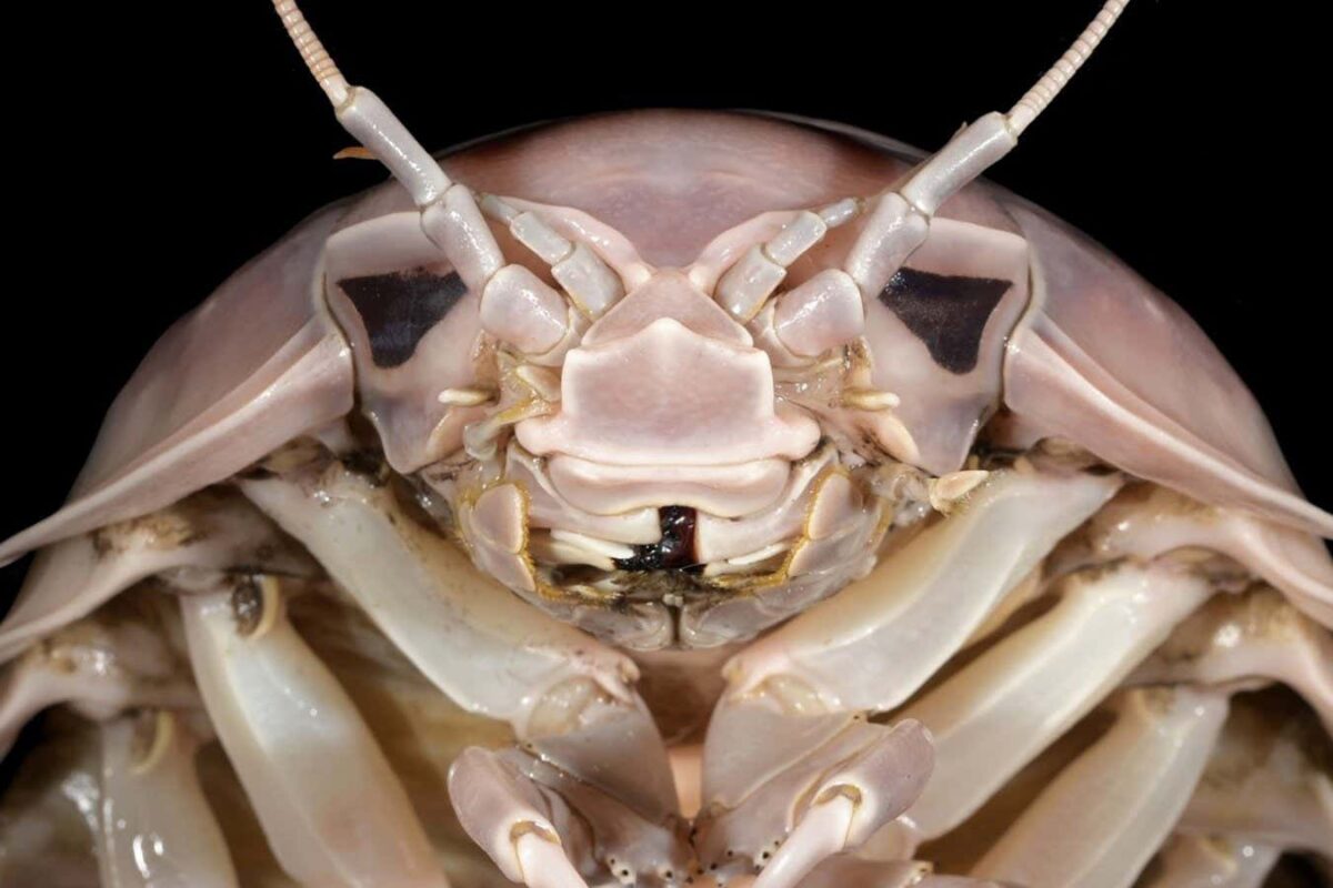 Vietnamese delicacy dubbed Darth Vader Isopod due to its size - Mondo News